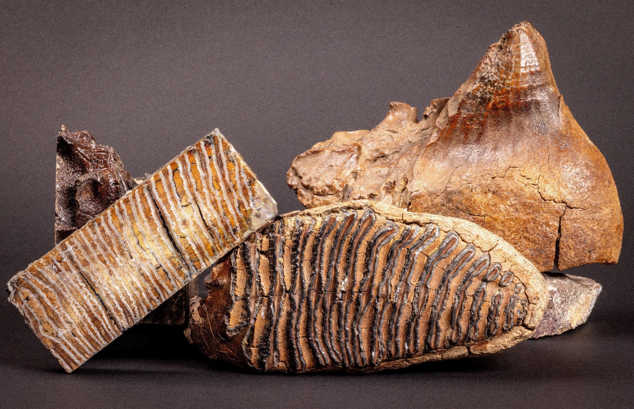 A piece of prehistory, made personal – William Henry